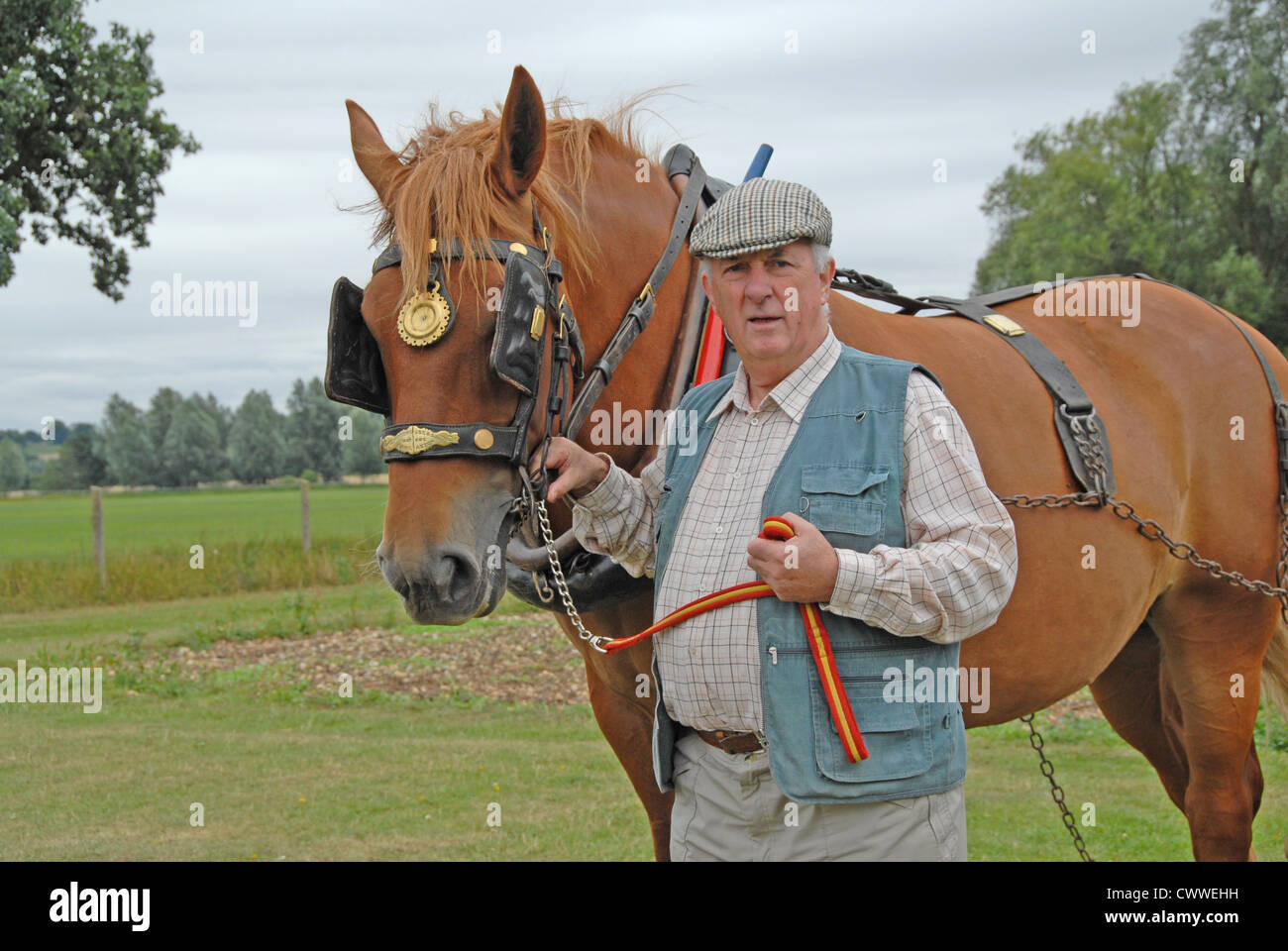 Suffolk horse hi-res stock photography and images - Alamy