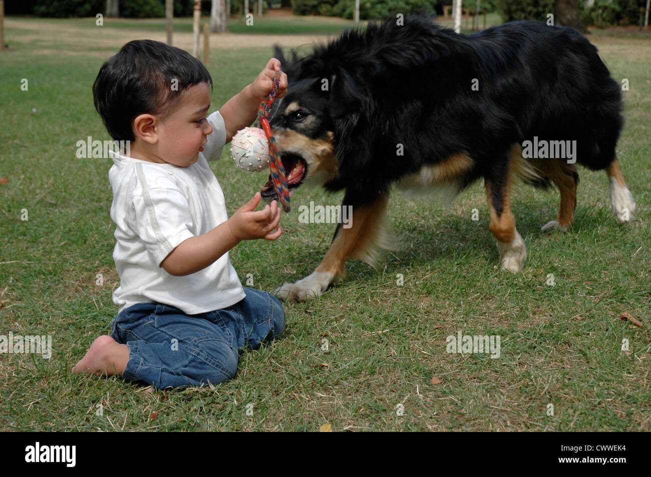 Unsupervised dog hi-res stock photography and images - Alamy