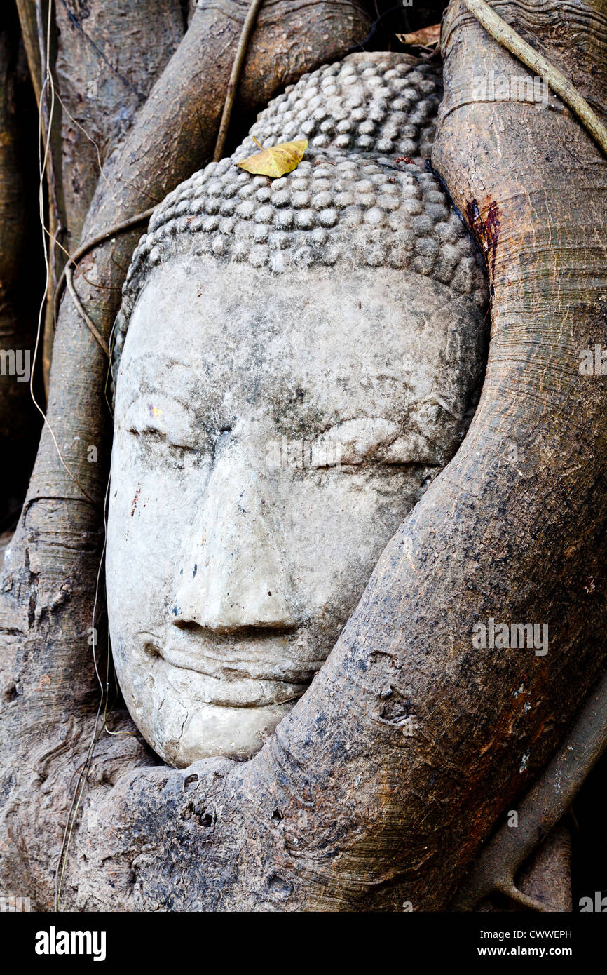 Buddha tree hi-res stock photography and images - Alamy