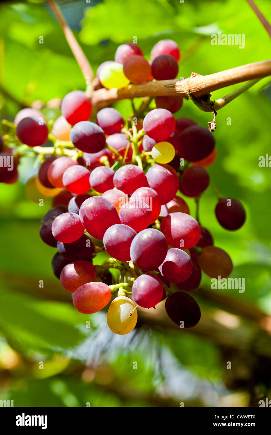bunch of grapes Stock Photo - Alamy