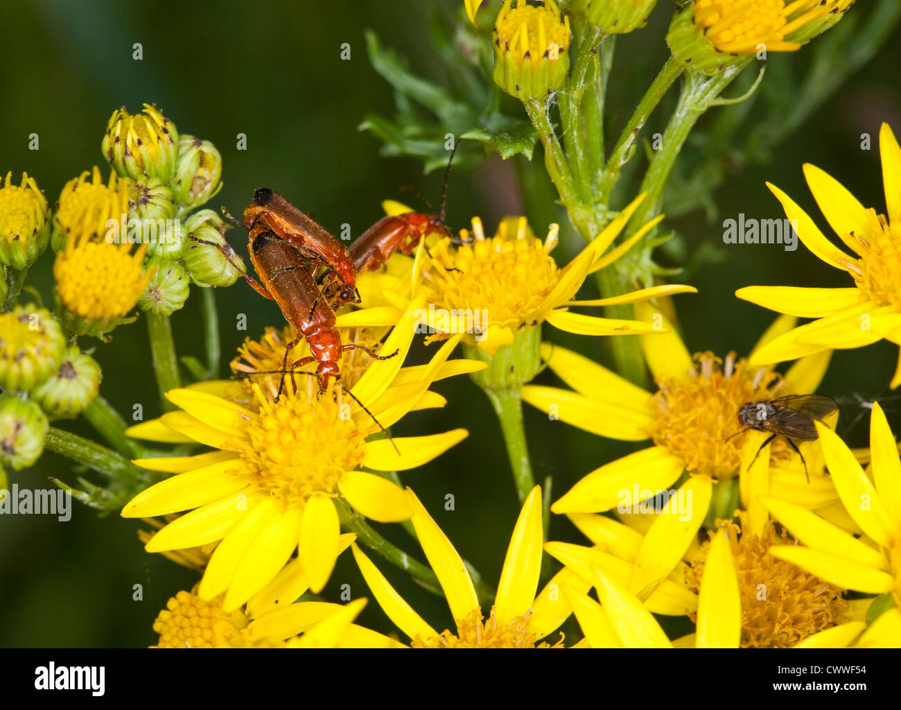 Soldier Beetle Rhagonycha fulva on Ragwort mating Stock Photo - Alamy