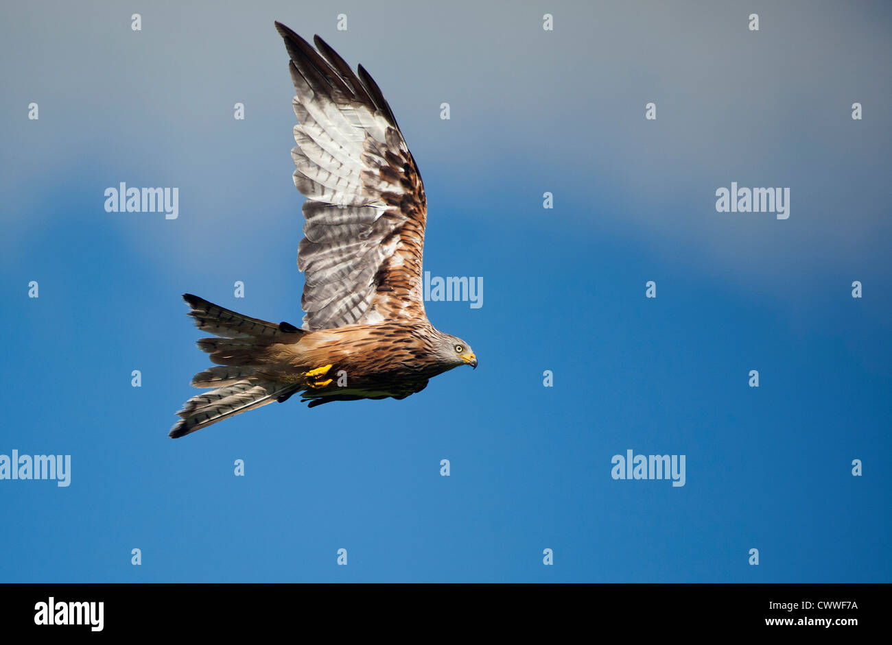 Red Kite flying Stock Photo - Alamy