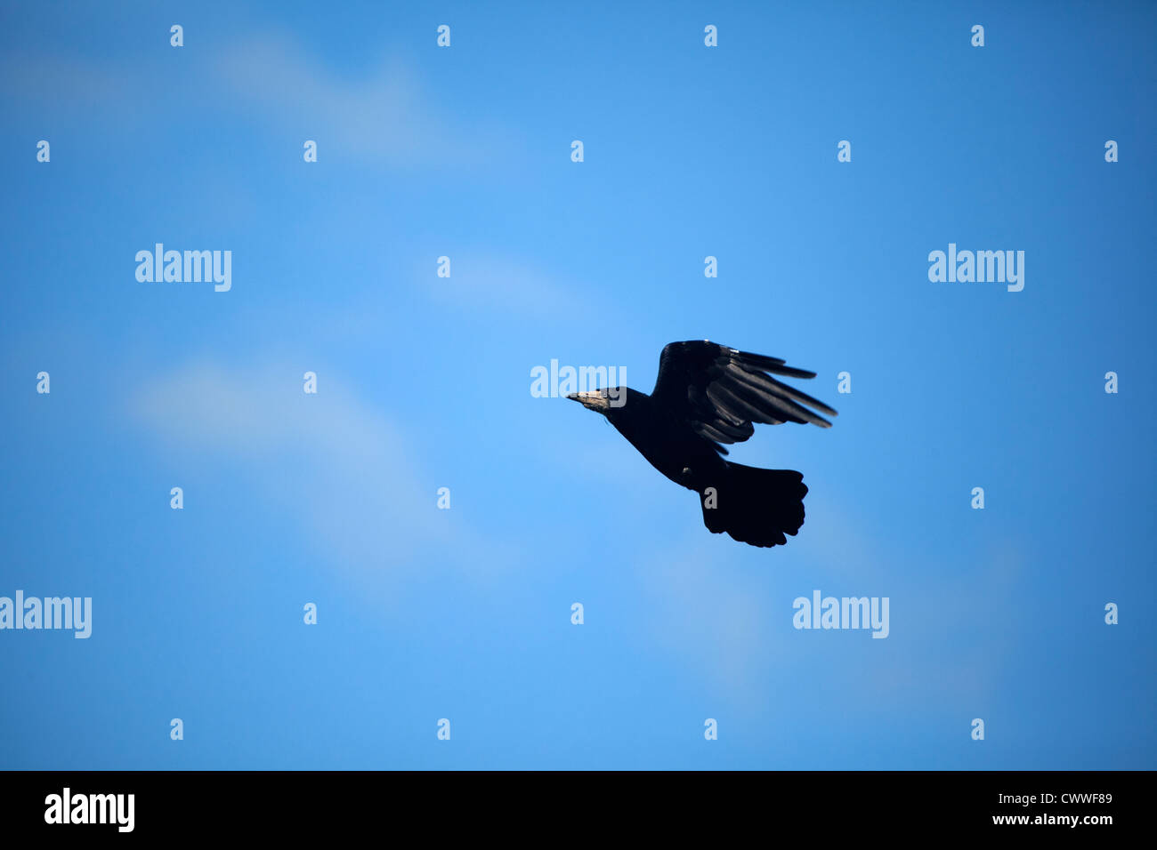 Rook in flight Stock Photo - Alamy