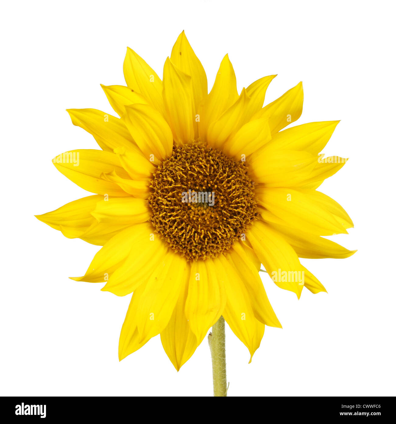 Sunflower isolated hi-res stock photography and images - Alamy