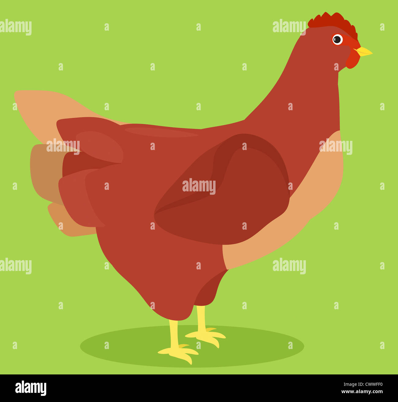 Illustration hen chicken side view hi-res stock photography and images ...