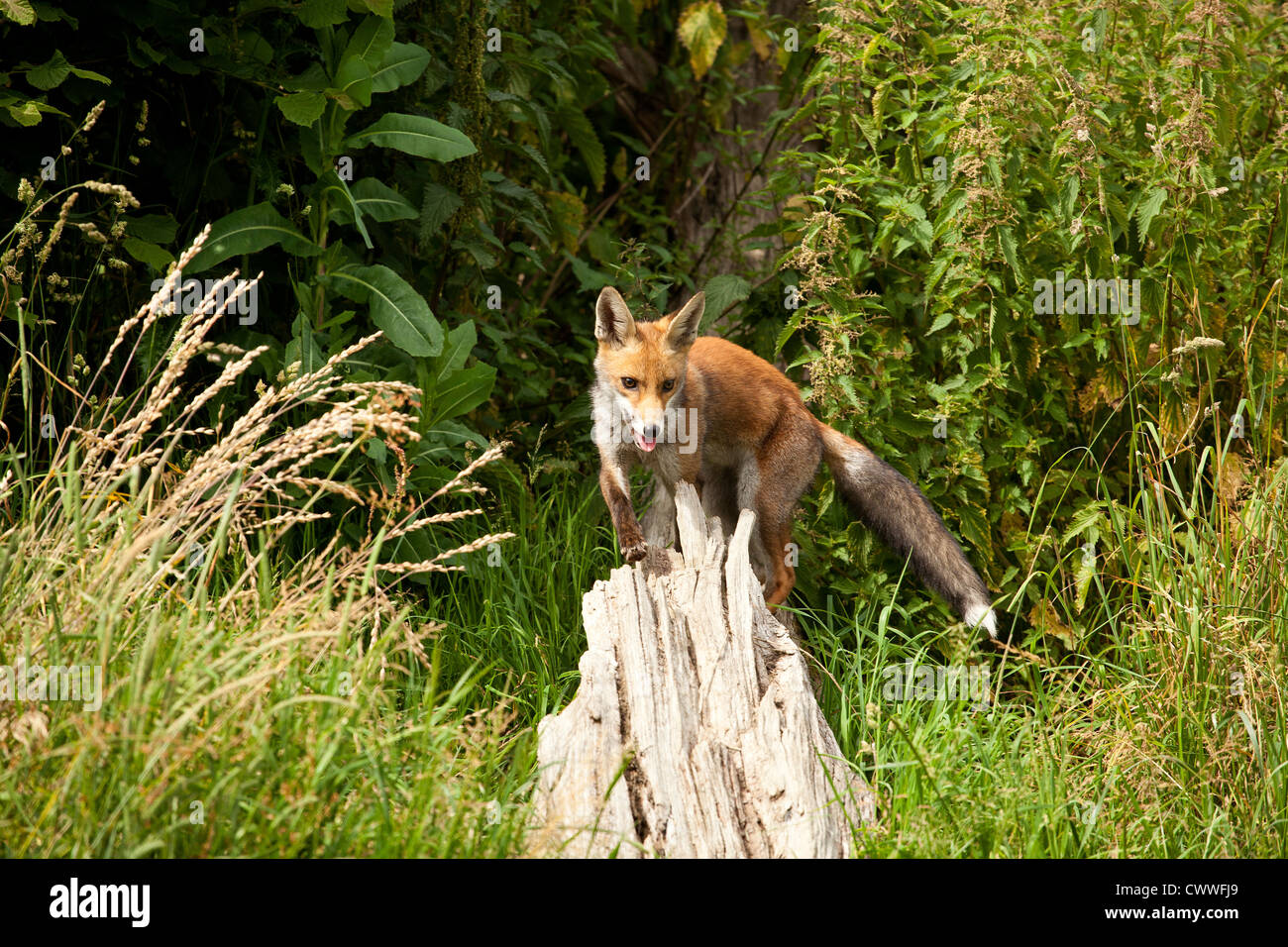 European red fox Stock Photo - Alamy