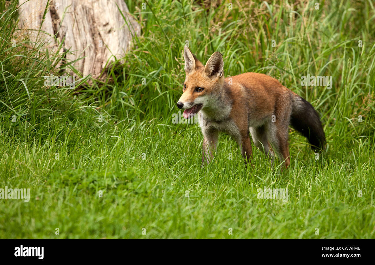 European red fox Stock Photo - Alamy