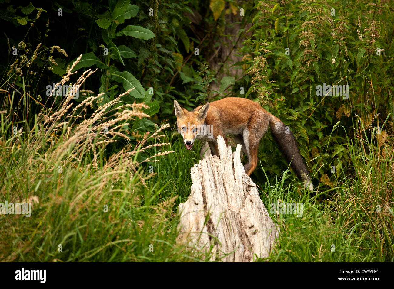 Red fox climbing hi-res stock photography and images - Alamy