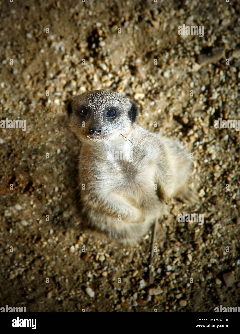 Meerkat looks up at you Stock Photo - Alamy