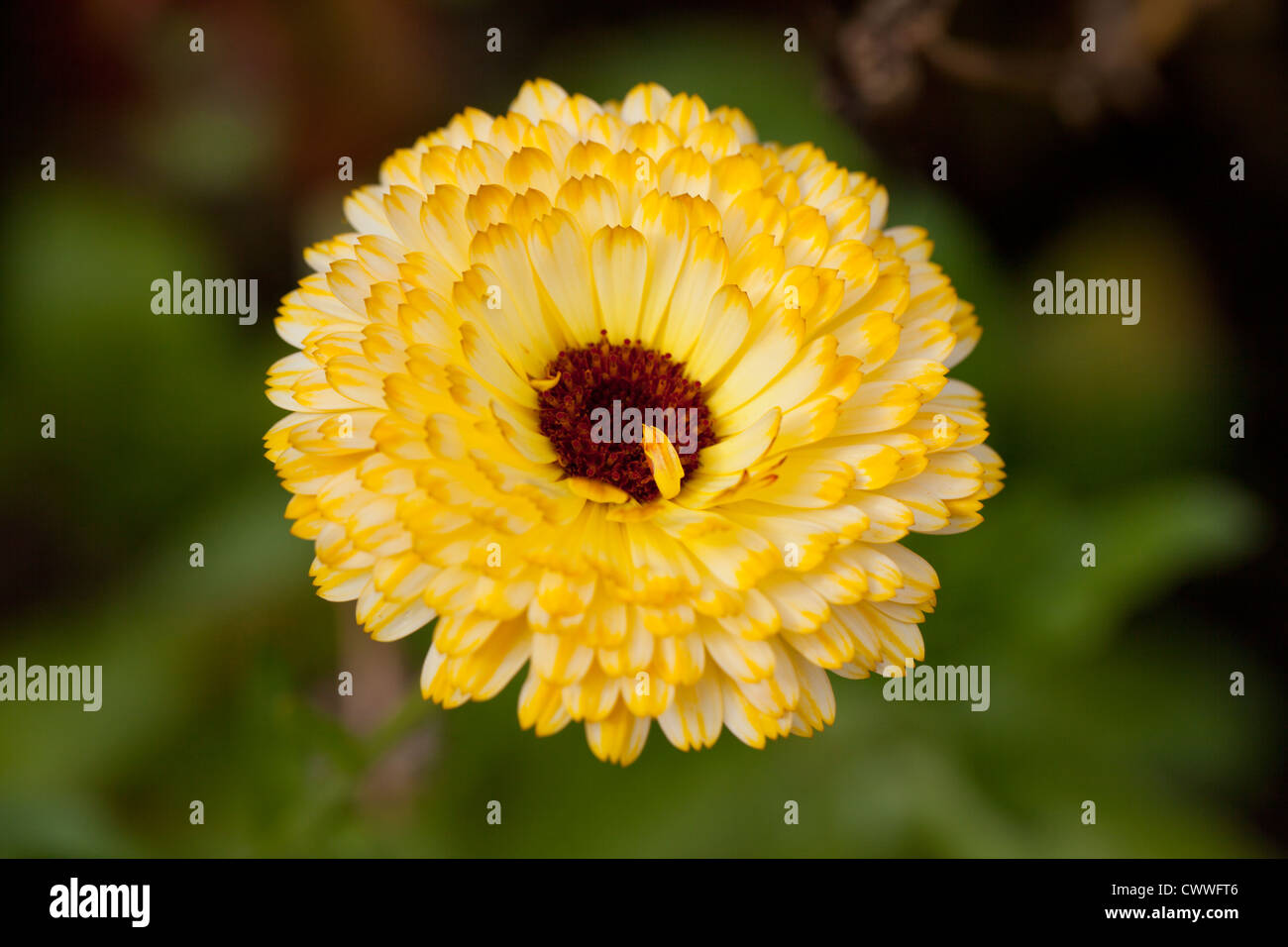 Close up of a yellow Calendula flowering in an English garden Stock ...