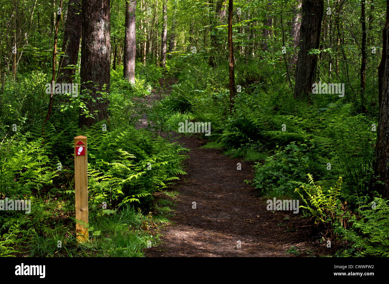 One of the many waymarked paths in Newborough Forest, Anglesey, Wales ...