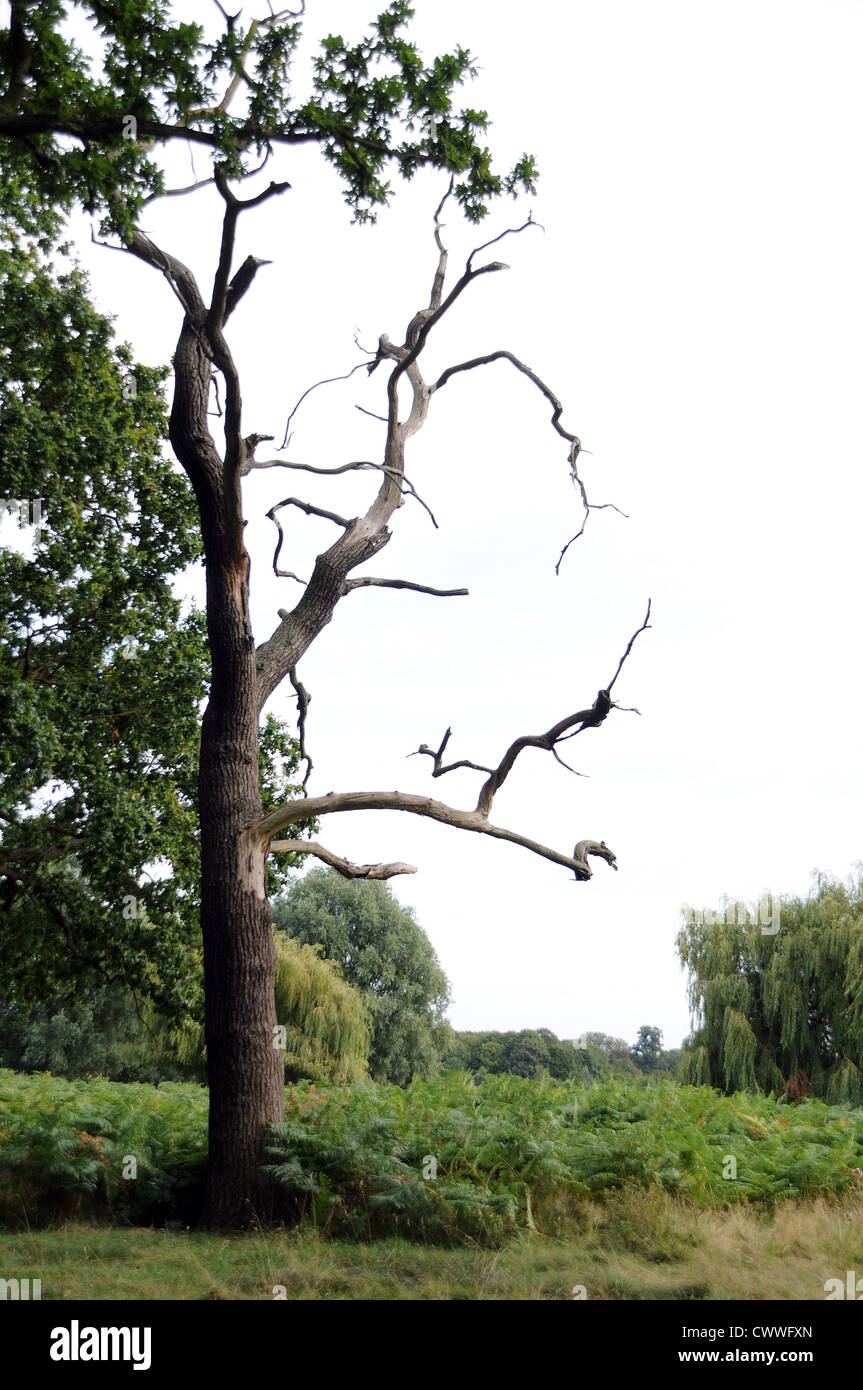 A dead tree in a London Park Stock Photo - Alamy