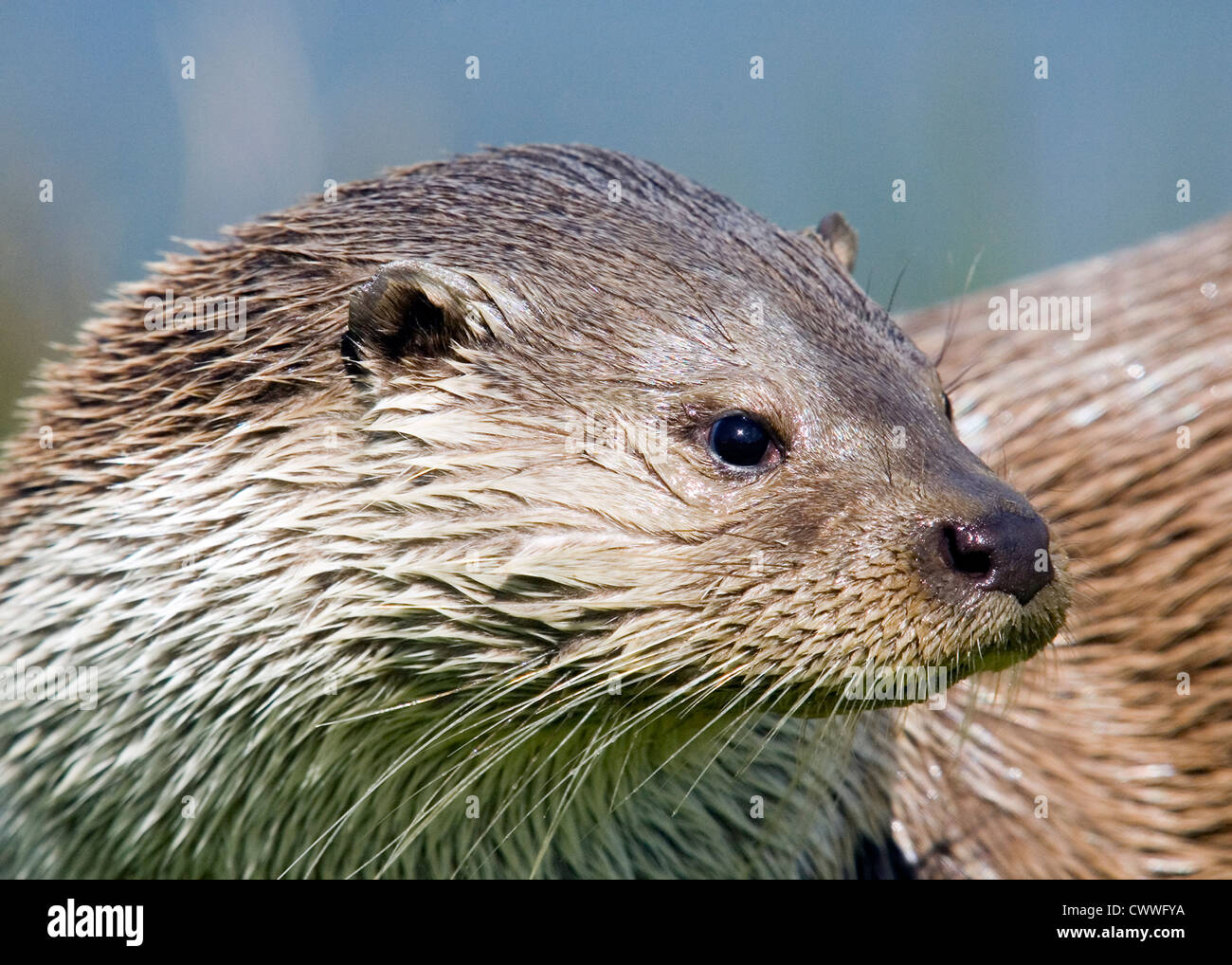 Eurasian otter profile portrait hi-res stock photography and images - Alamy