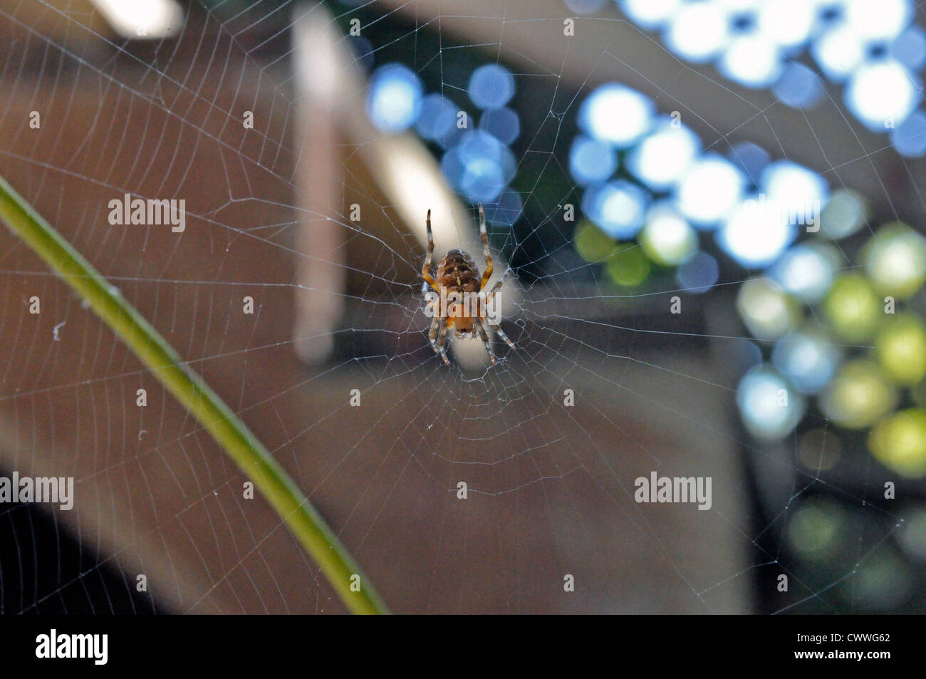 spider on web Stock Photo - Alamy