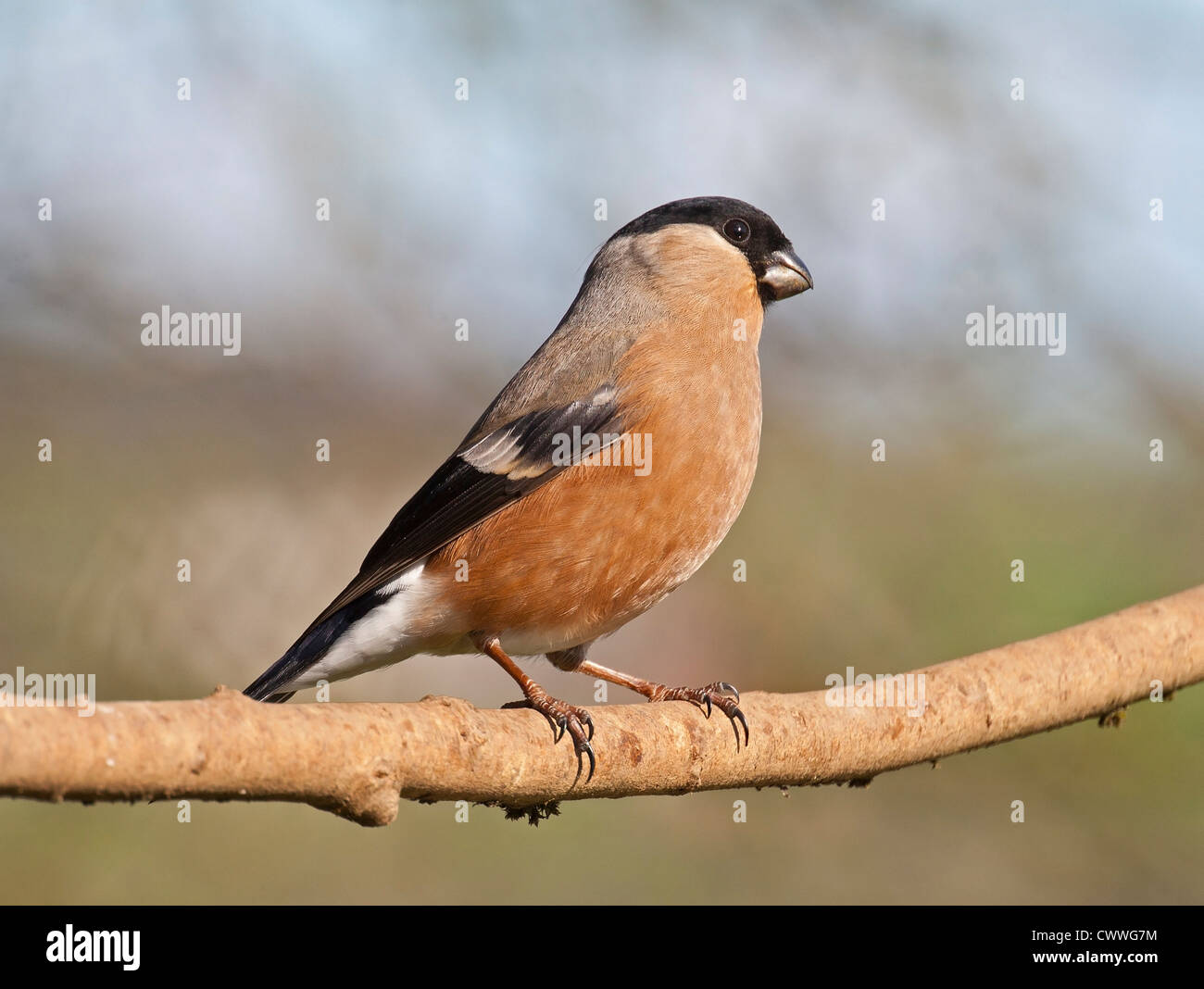 Female bullfinch uk hi-res stock photography and images - Alamy