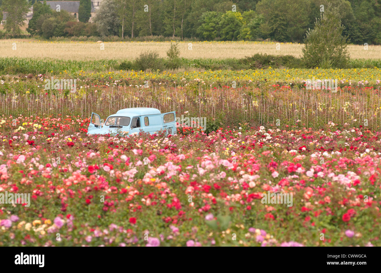 Rose farm, France Stock Photo - Alamy