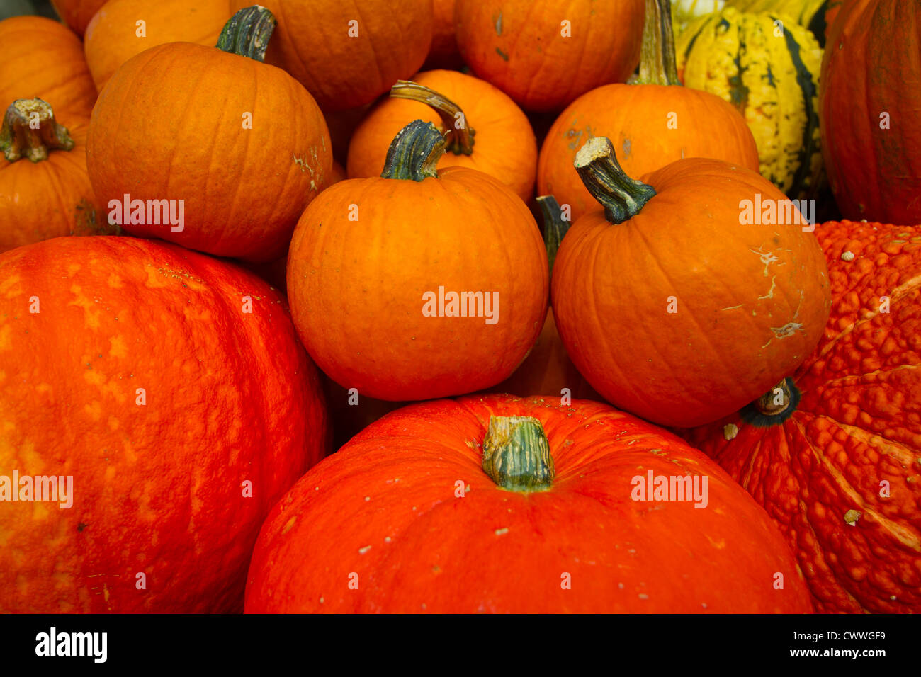 Pumpkins sale outdoor market hi-res stock photography and images - Alamy