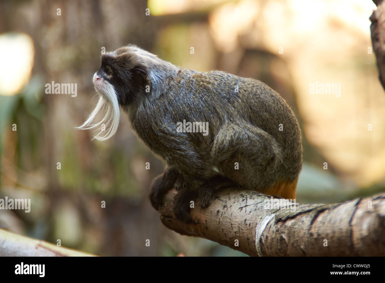 Emperor Tamarin in the Rainforest area of London Zoo Stock Photo - Alamy