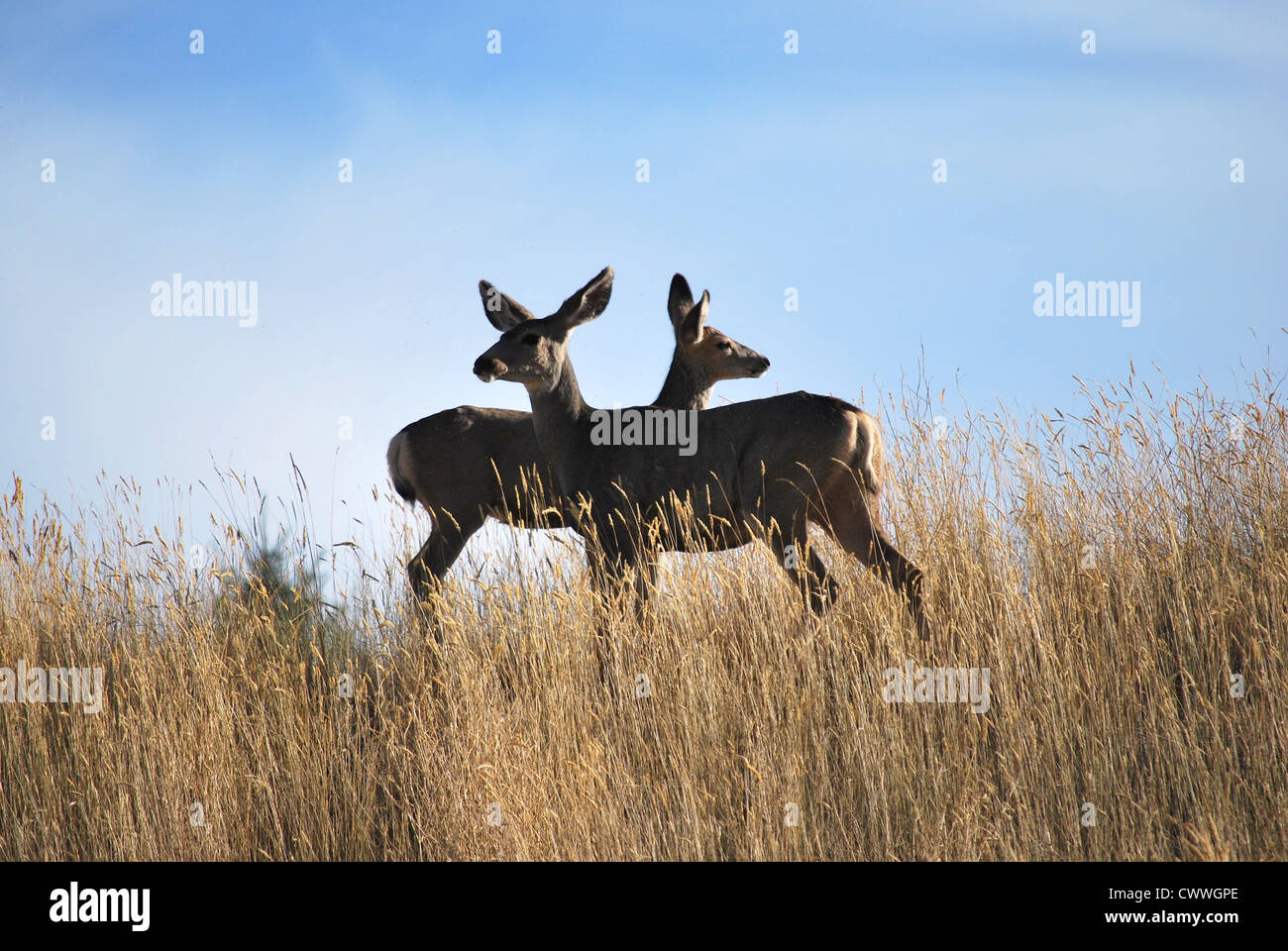Deer on the lookout Stock Photo - Alamy