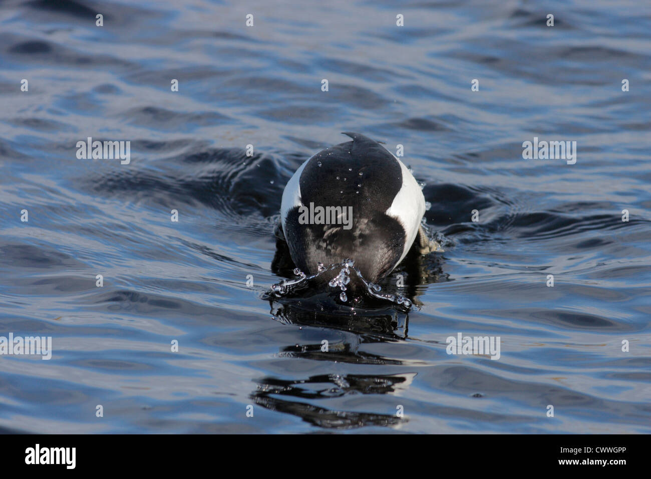 Black diving bird uk hi-res stock photography and images - Alamy