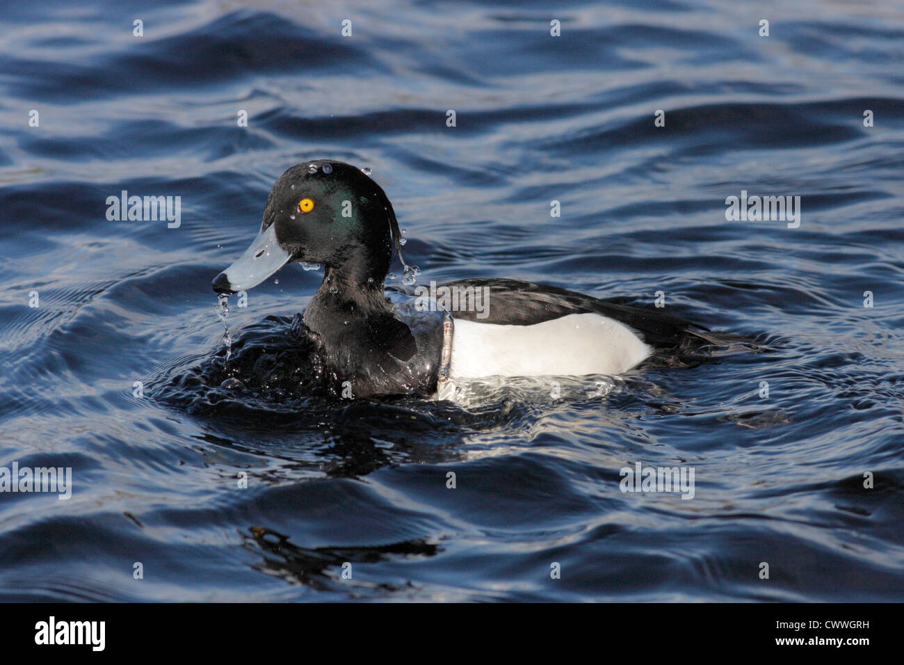 Male Tufted Duck (Aythya fuligula) surfacing after a dive, Caledonian ...