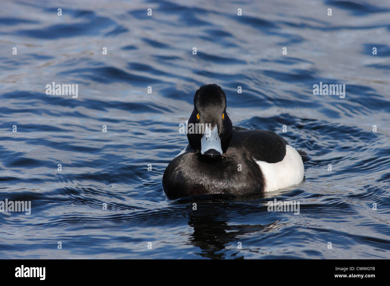 Tufted ducks scotland hi-res stock photography and images - Alamy