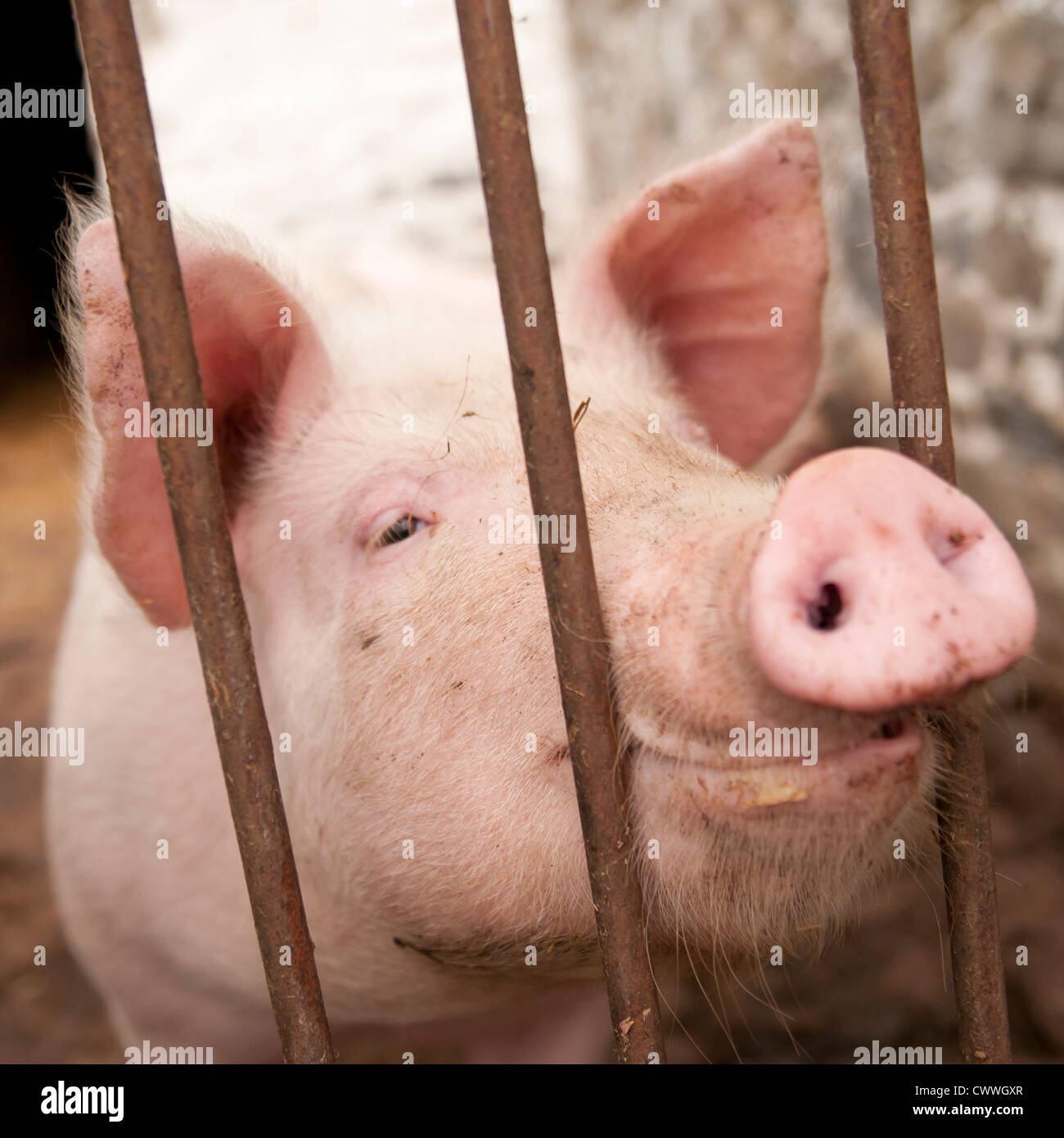 Pig sticking hi-res stock photography and images - Alamy