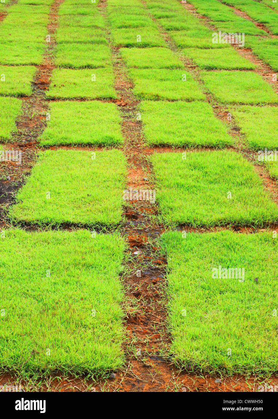 background grass and soil are vertical line Stock Photo - Alamy