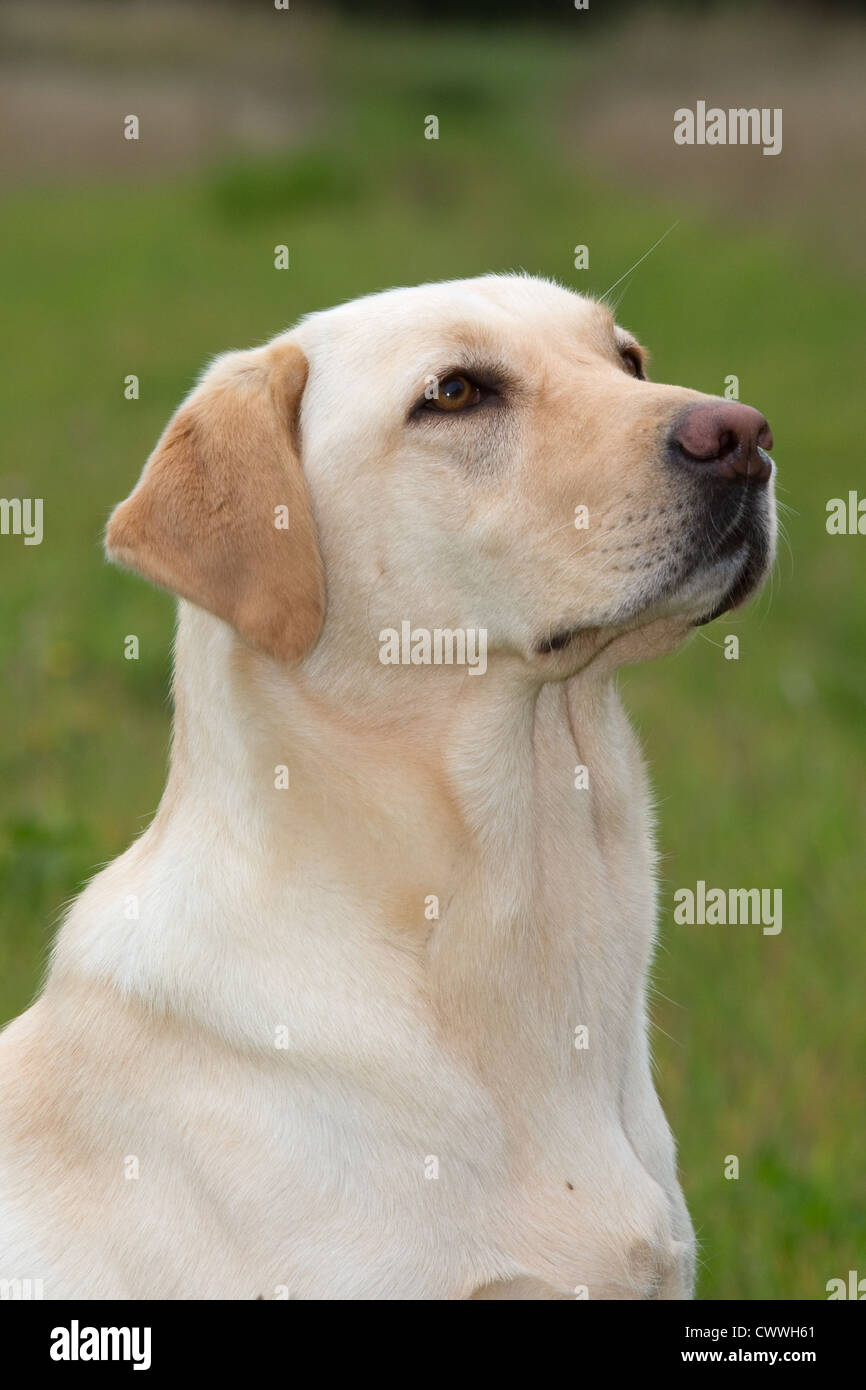 Yellow Labrador Dog Stock Photo - Alamy