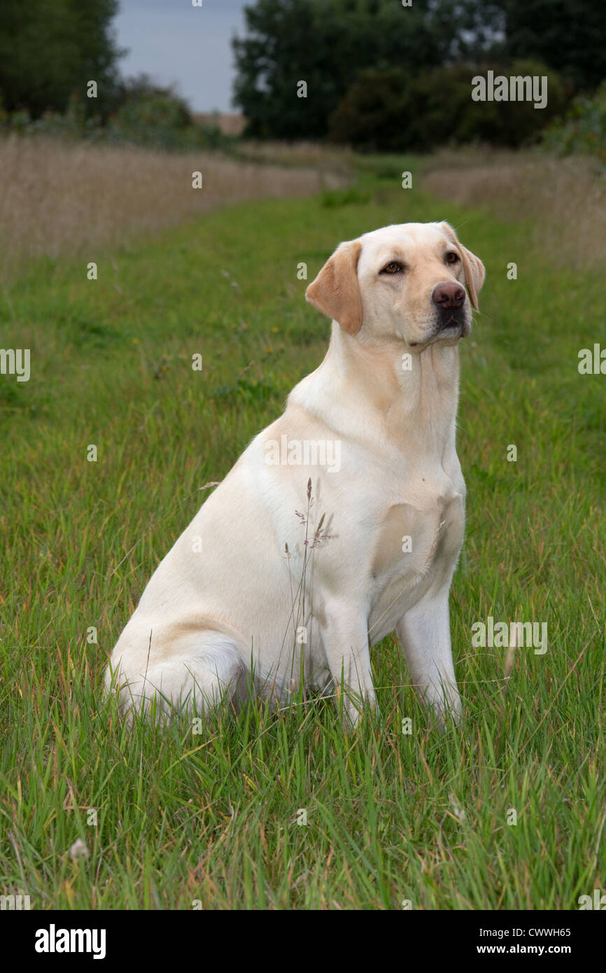 Yellow Labrador Dog Stock Photo - Alamy