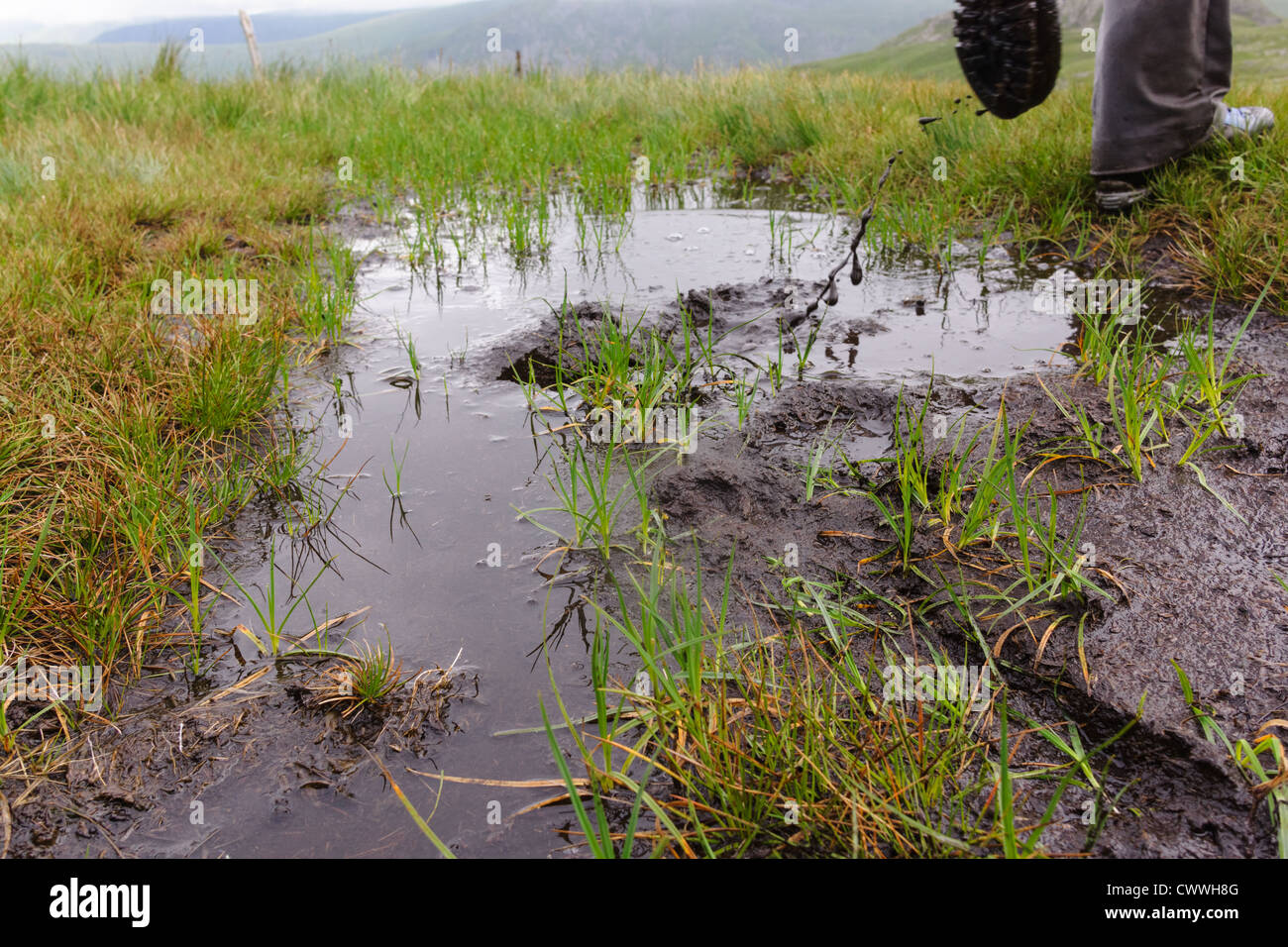 A hiker walking over wet and muddy ground with walking boots on in the ...