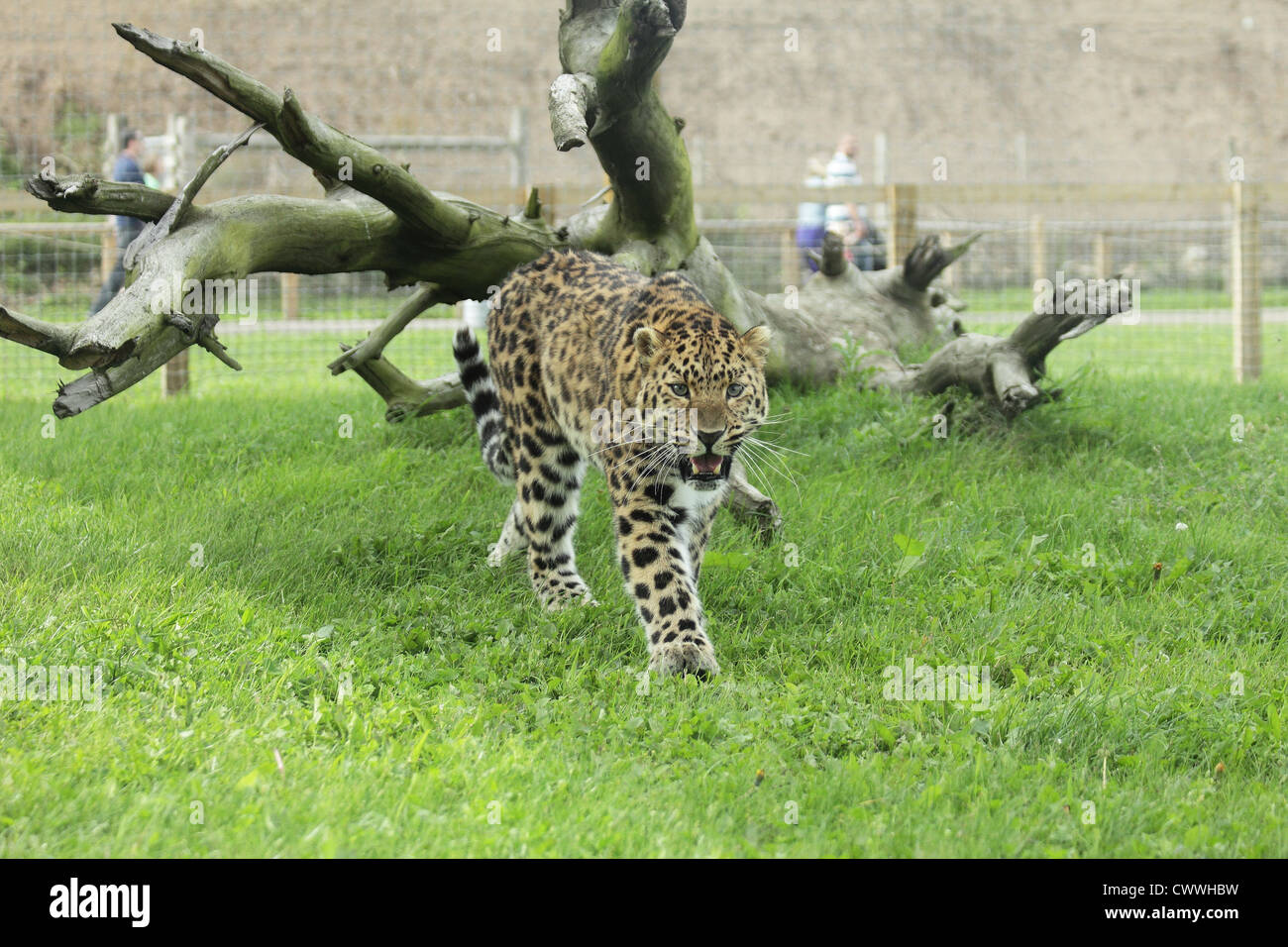 Amur leopard baring its teeth and walking towards the camera, in front ...