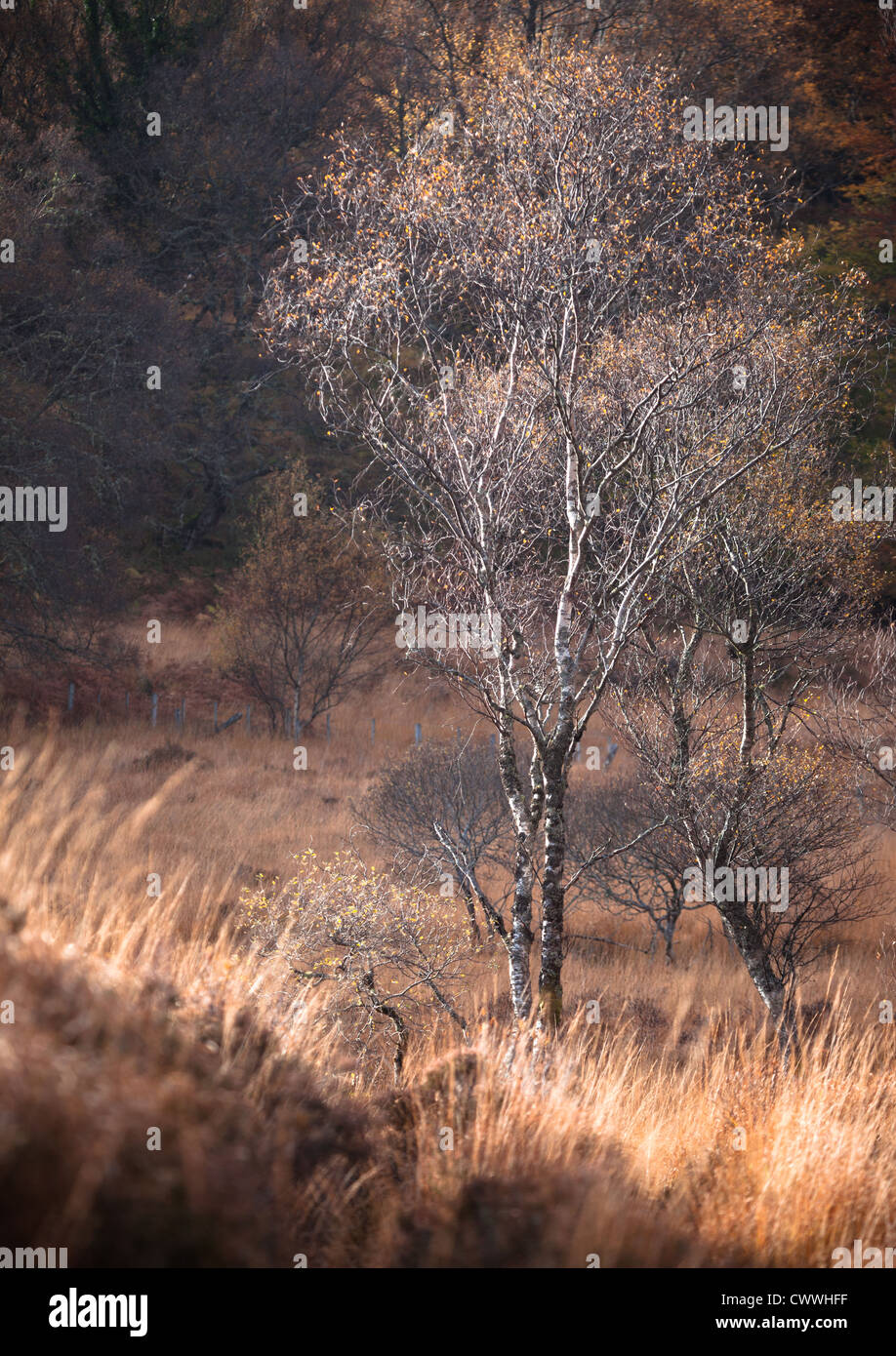A tree is illuminated by the sun in the Scottish highlands, bringing ...