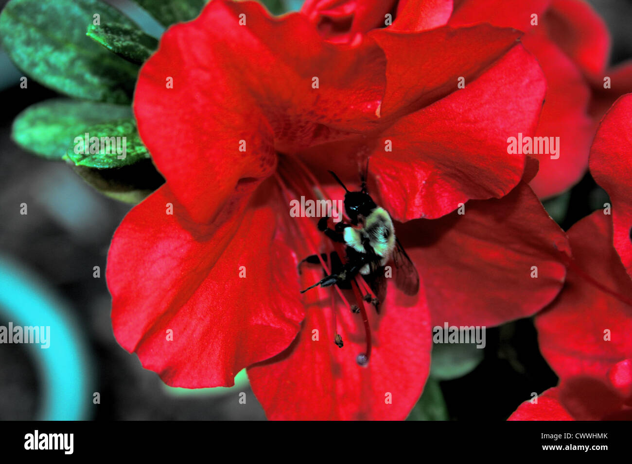 Best photos of flowers hi-res stock photography and images - Alamy