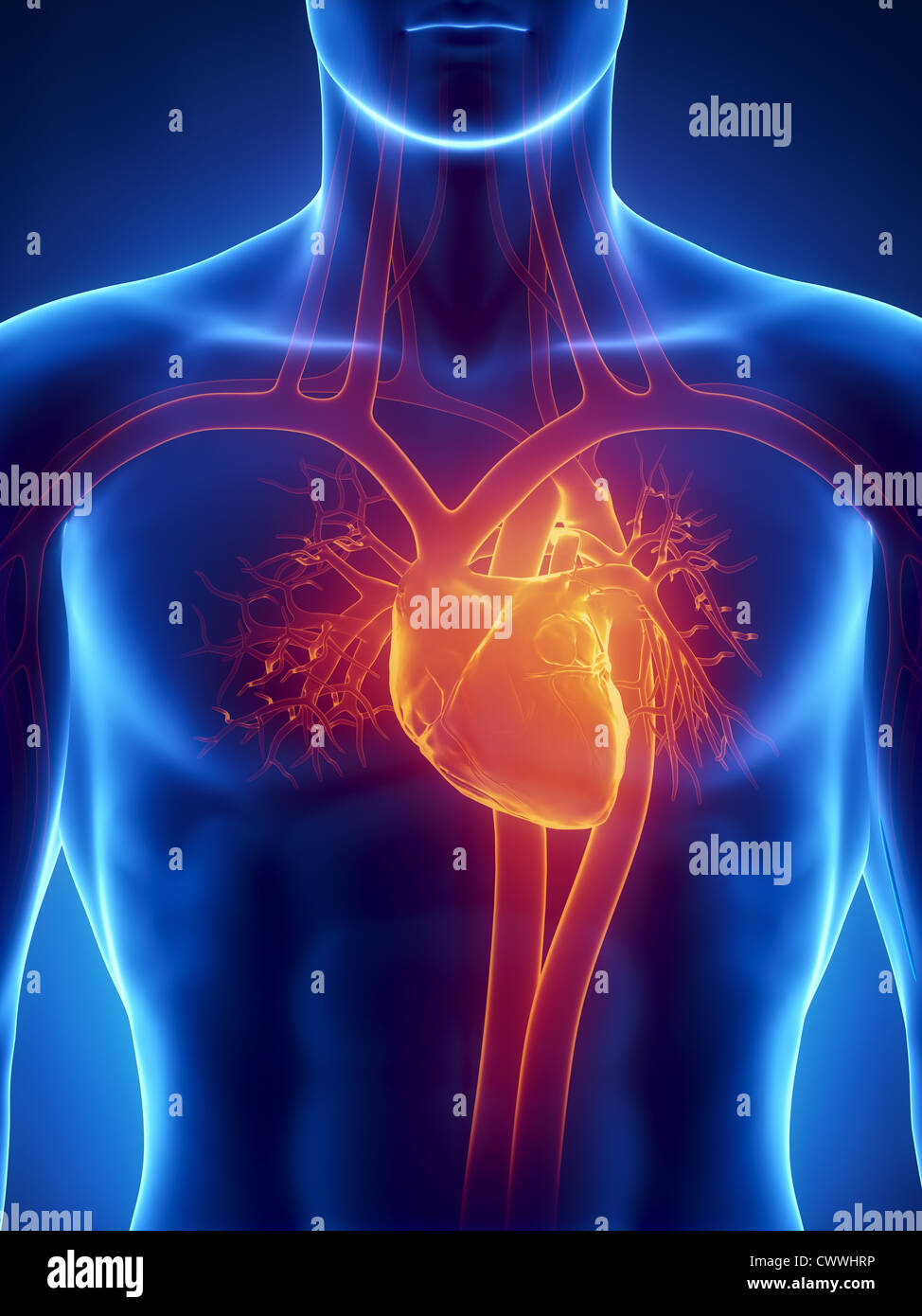 Pulmonary Trunk Stock Photos & Pulmonary Trunk Stock Images - Alamy