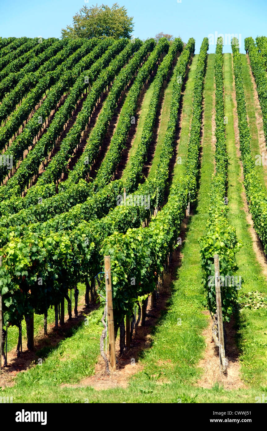 Beautiful, green vineyard on a little hill in Central Europe Stock ...