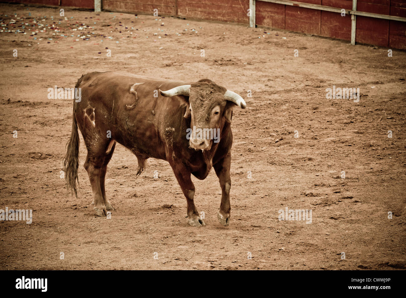 Spanish and Dangerous bull in the bullring Stock Photo - Alamy