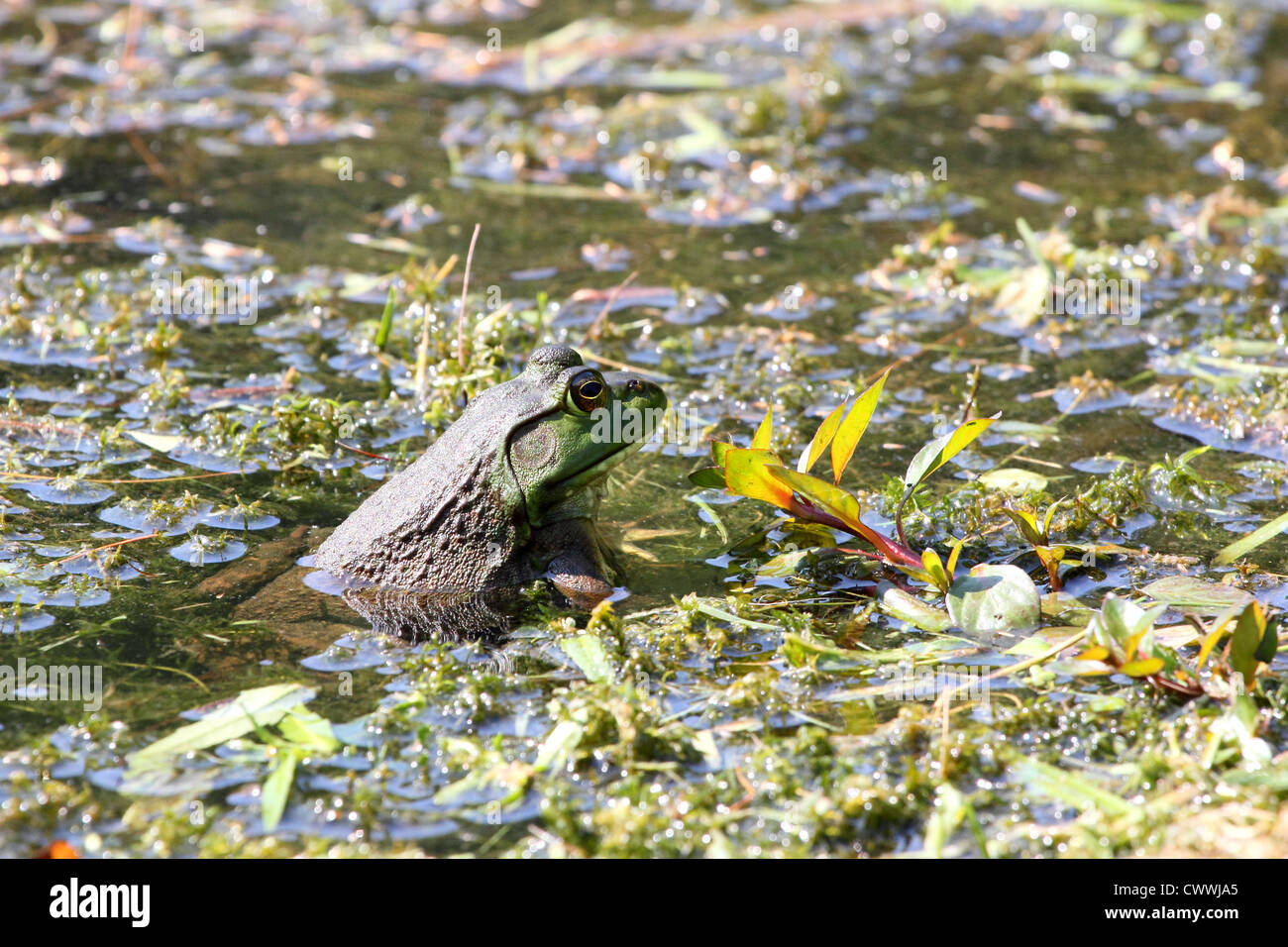 A bullfrog in a scum-filled pond Stock Photo - Alamy