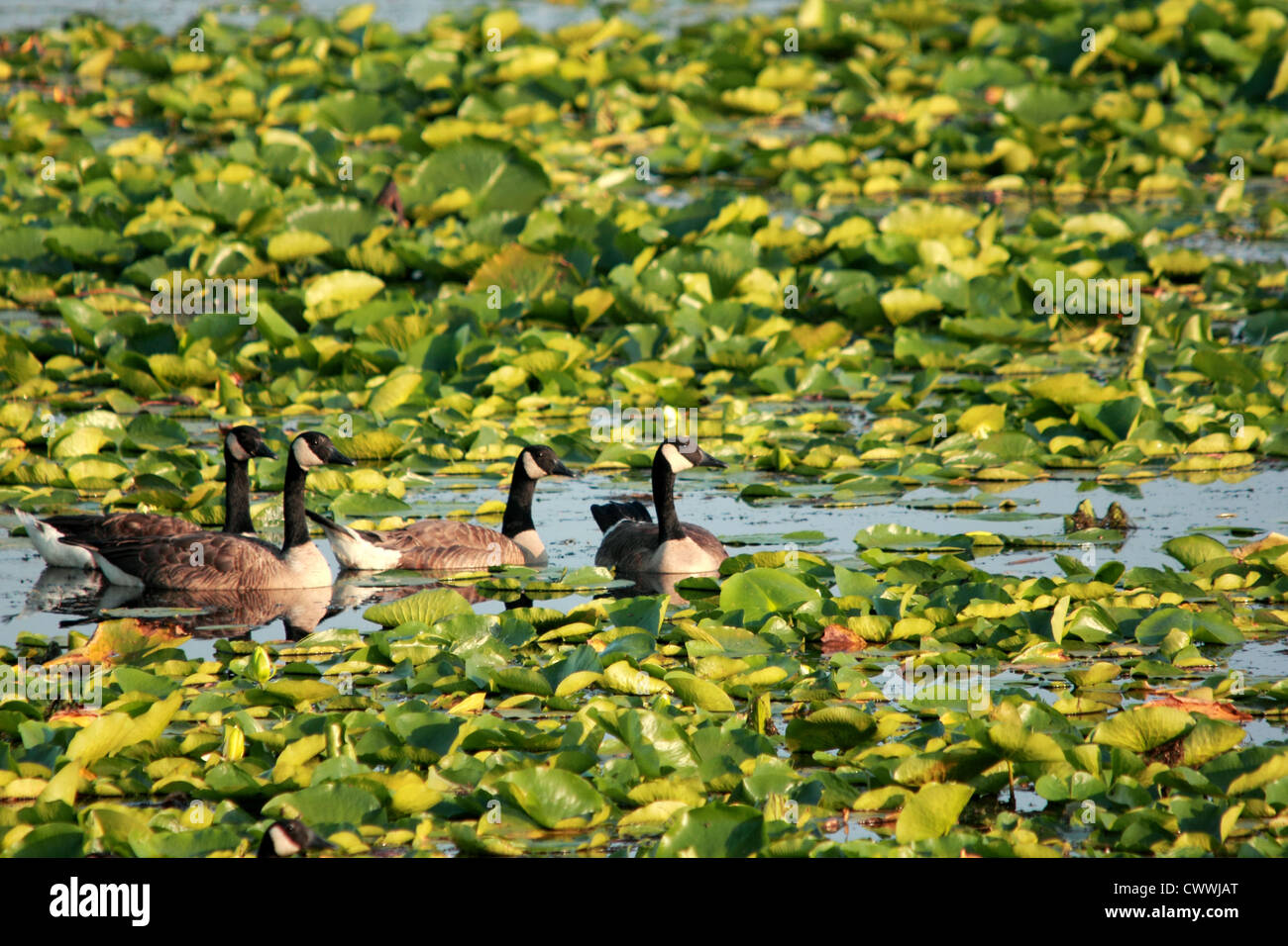 Four geese by a pond hi-res stock photography and images - Alamy