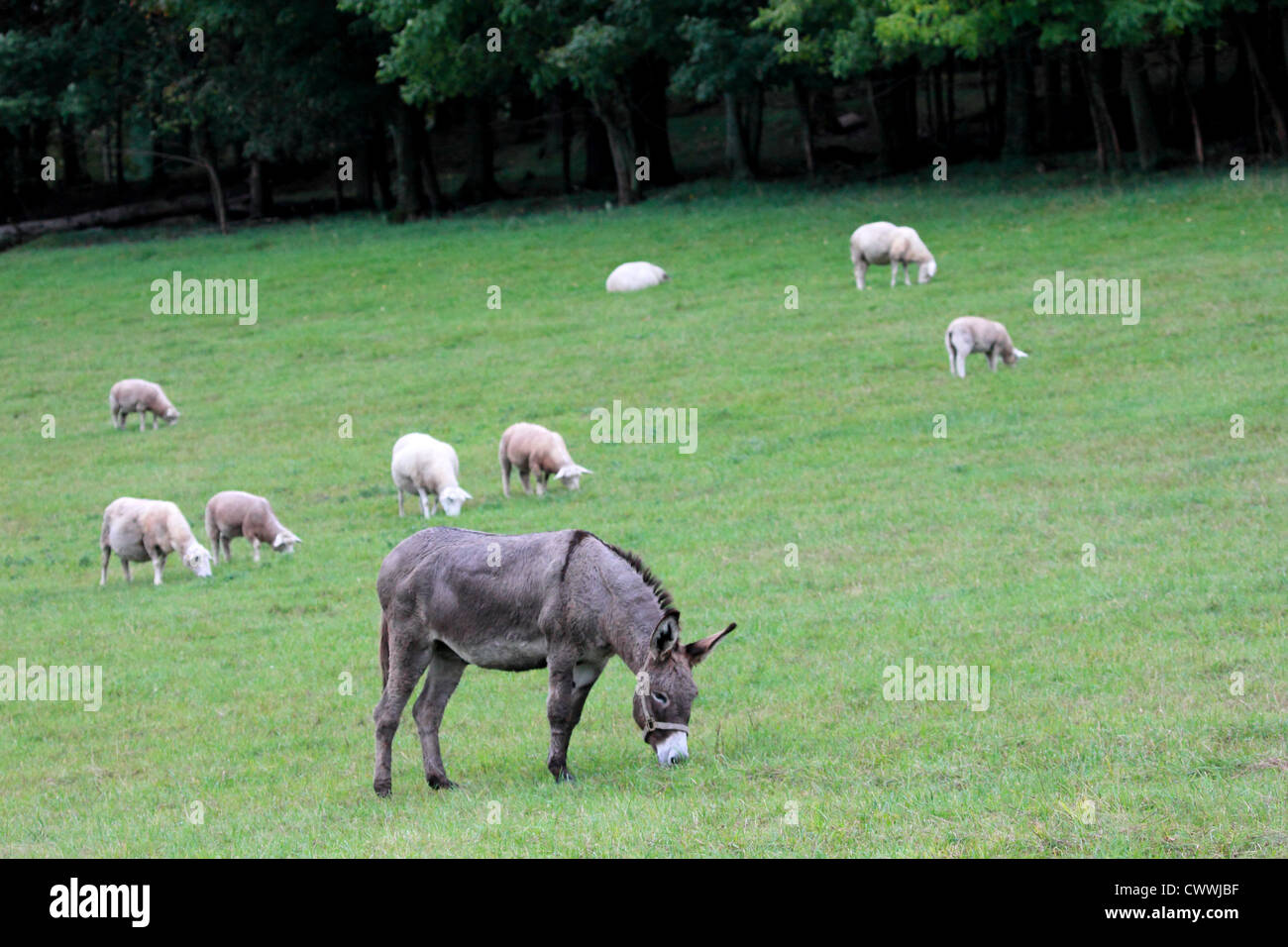 A donkey guarding a flock of sheep Stock Photo - Alamy