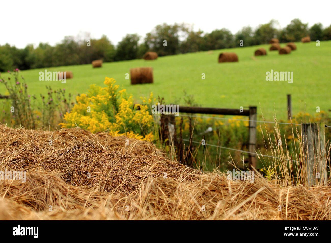Large round hay bales in a field Stock Photo - Alamy