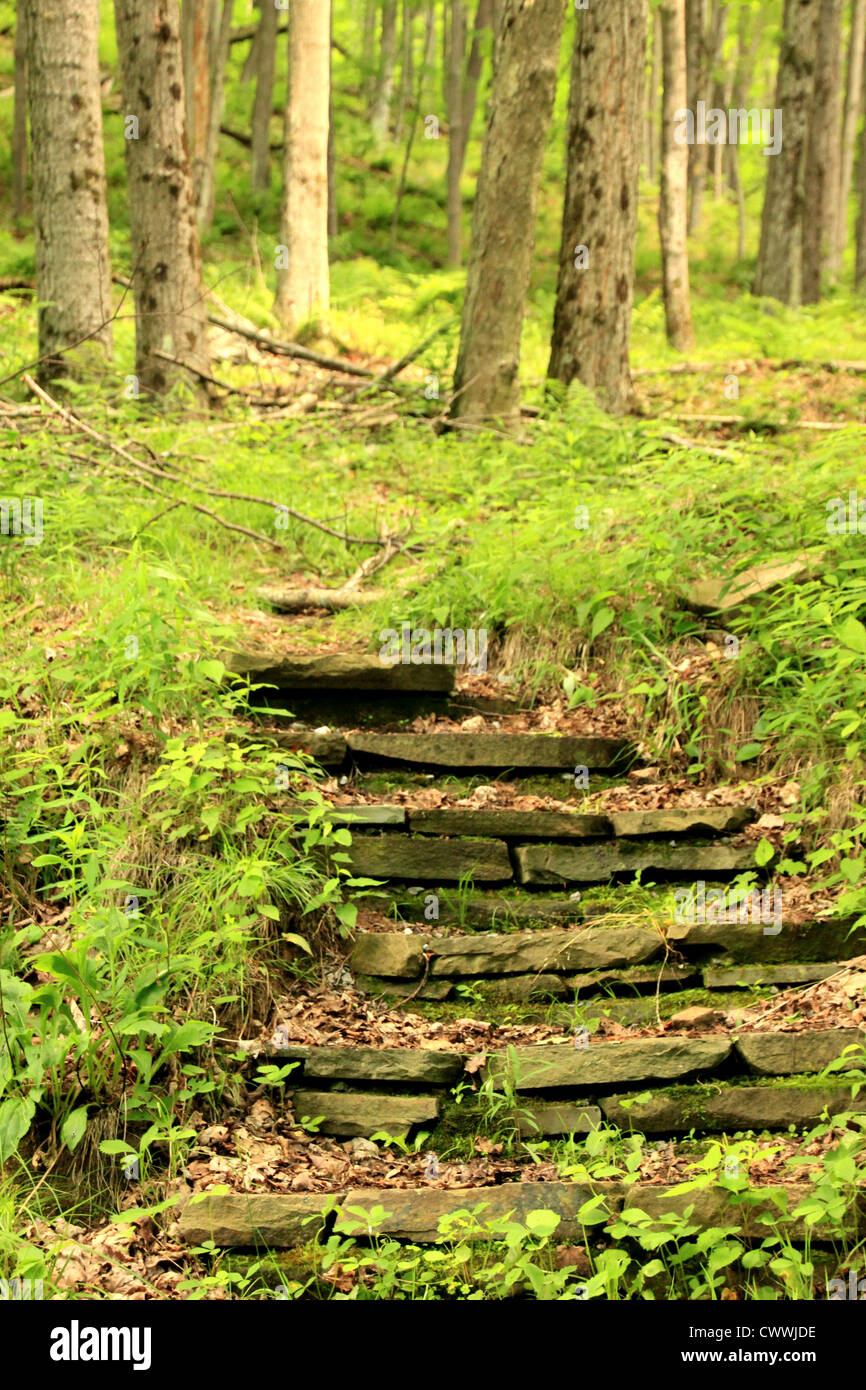 Some stone steps climb into the forest Stock Photo - Alamy