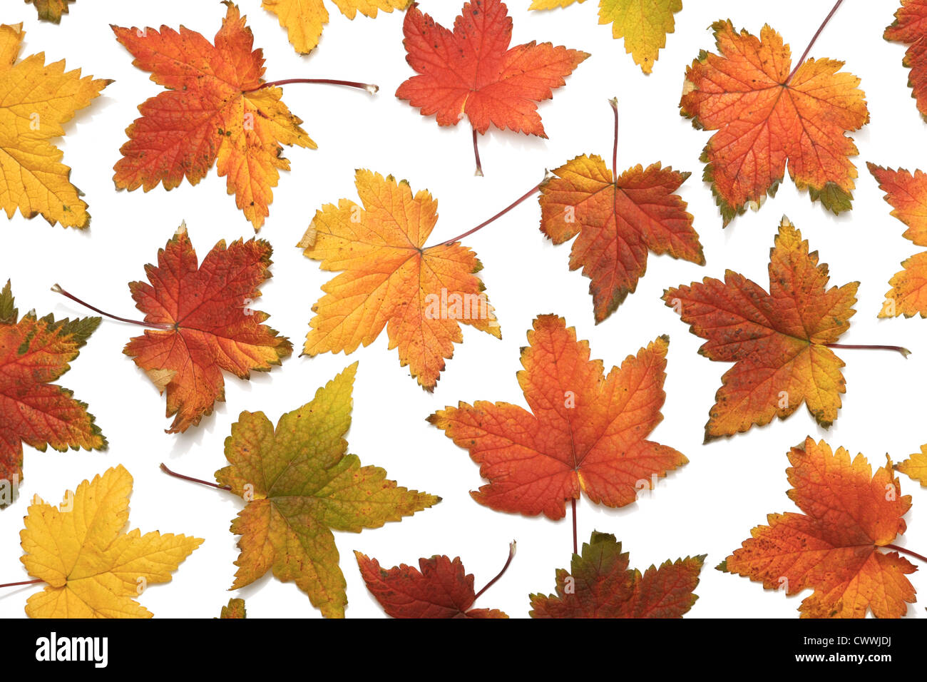 Beautiful autumn leaves on white background Stock Photo - Alamy