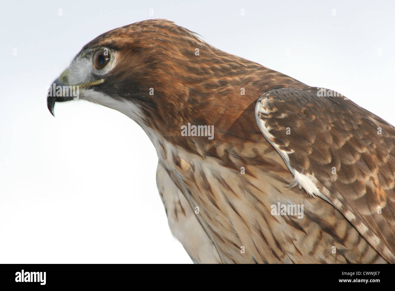 hawk, red tailed bird of prey wild animal nature pictures poster ...