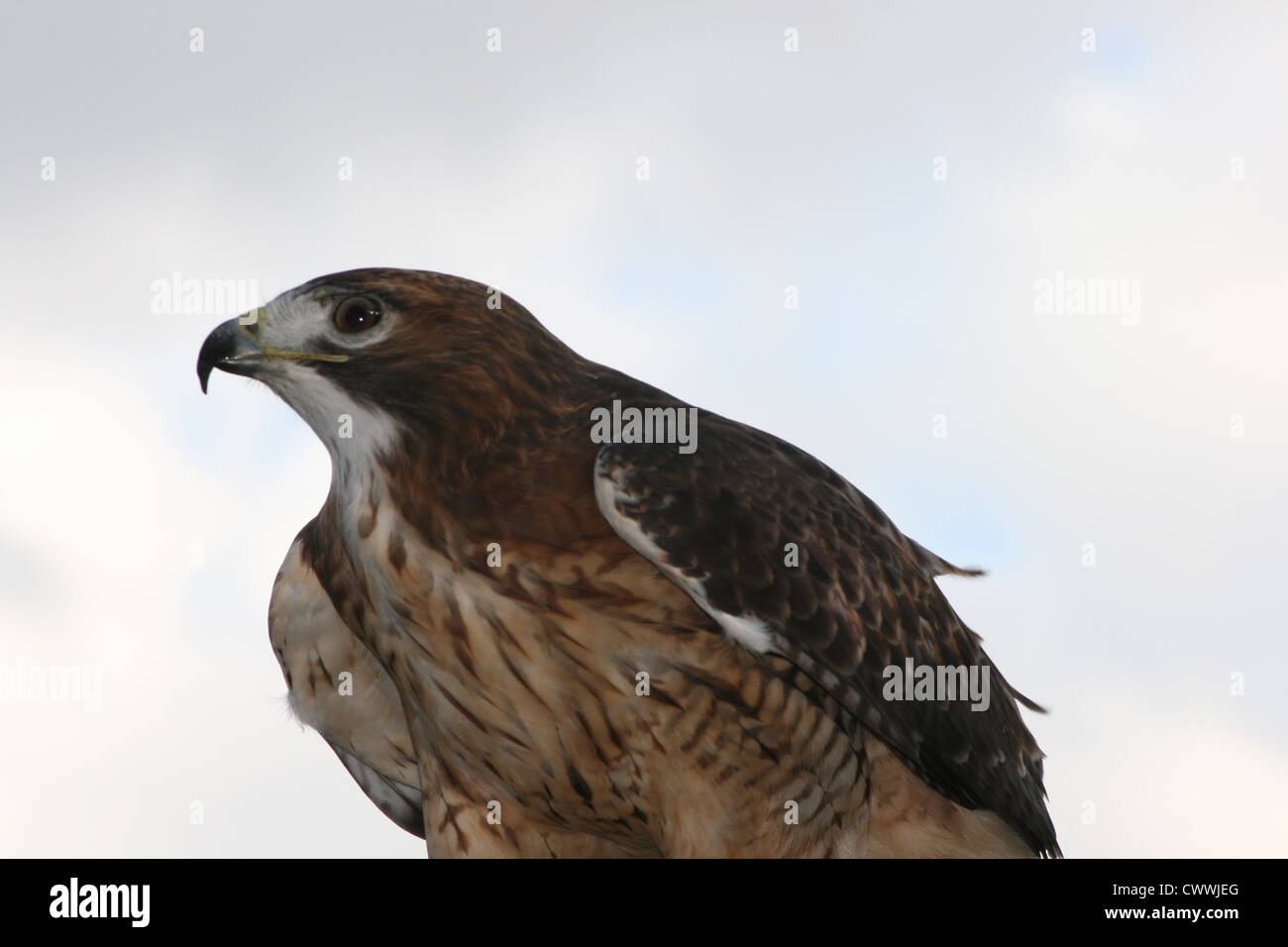 Pics of birds hi-res stock photography and images - Alamy