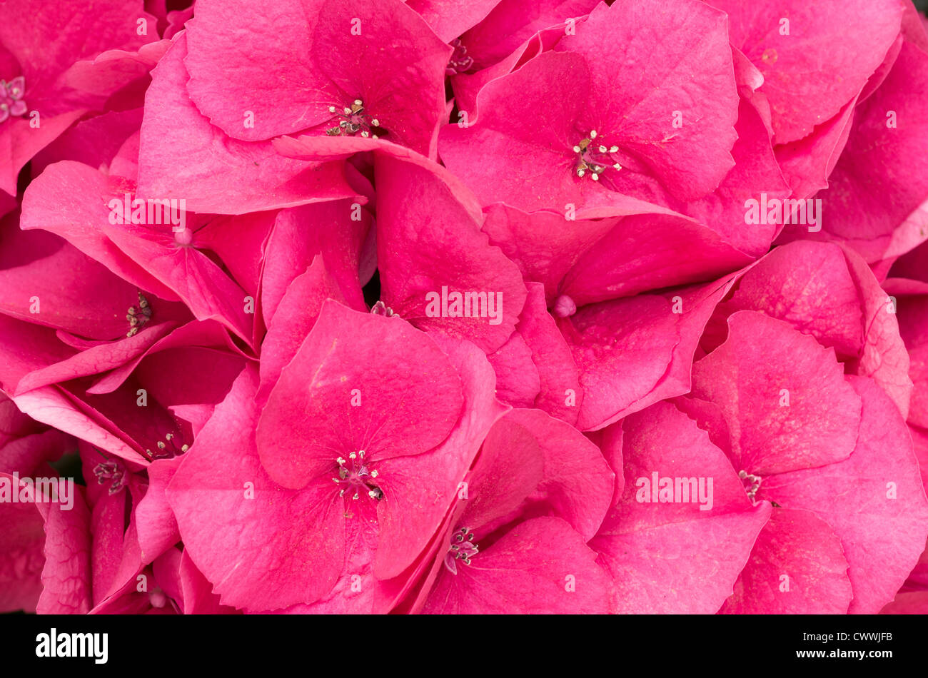 Red hydrangea hi-res stock photography and images - Alamy