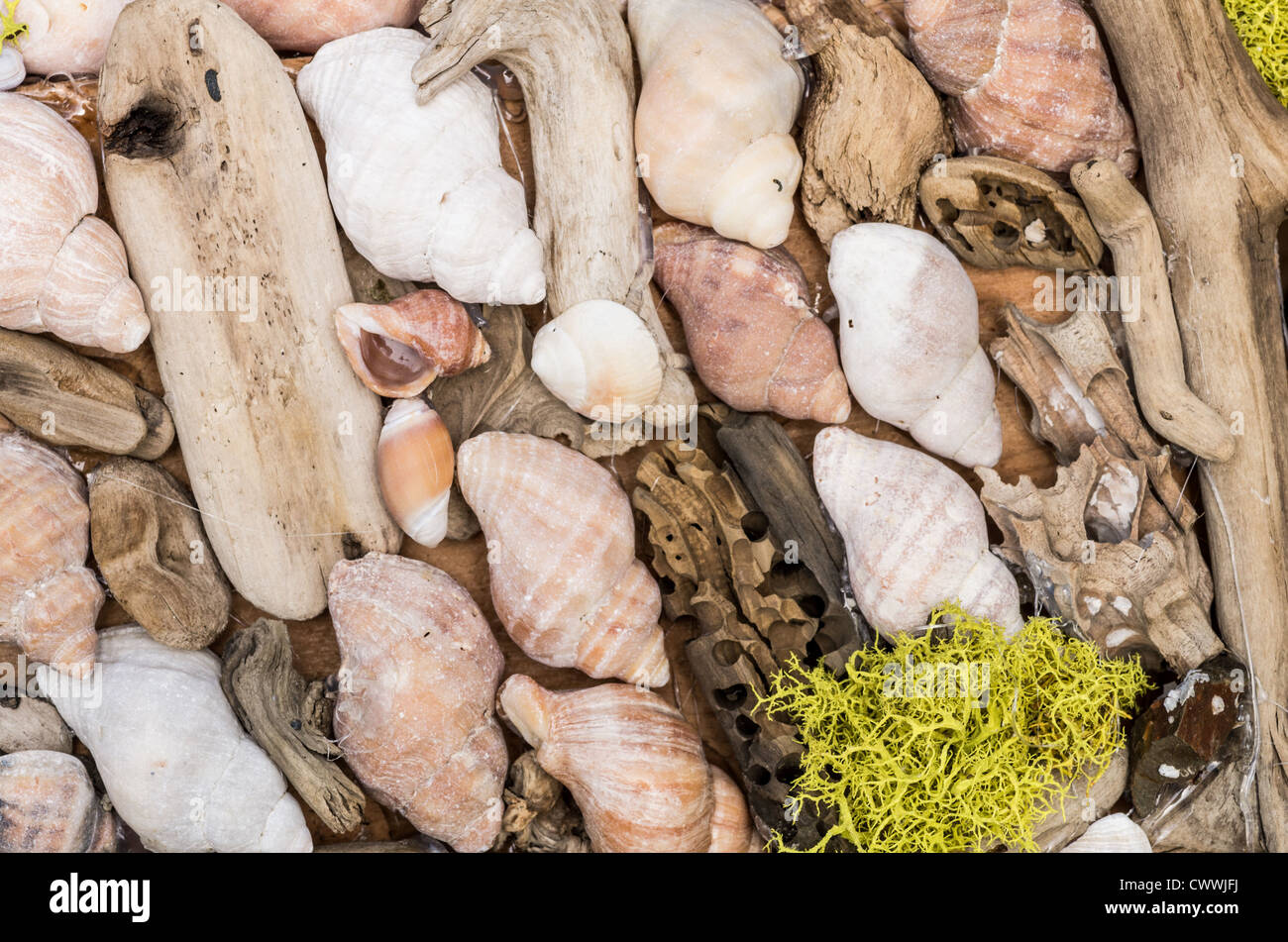 Arrangement of various sea shells Stock Photo - Alamy