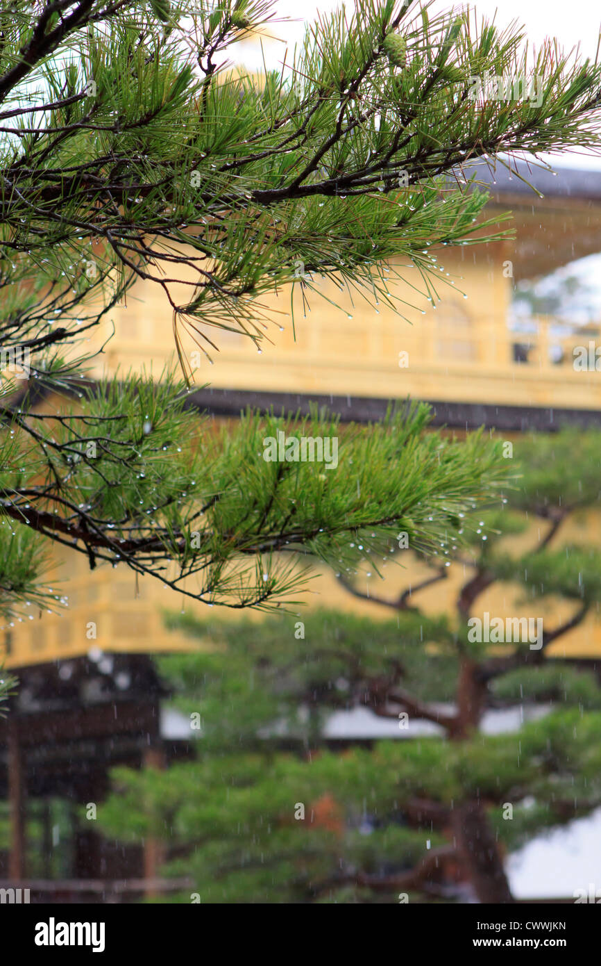 Japanese pine trees hi-res stock photography and images - Alamy