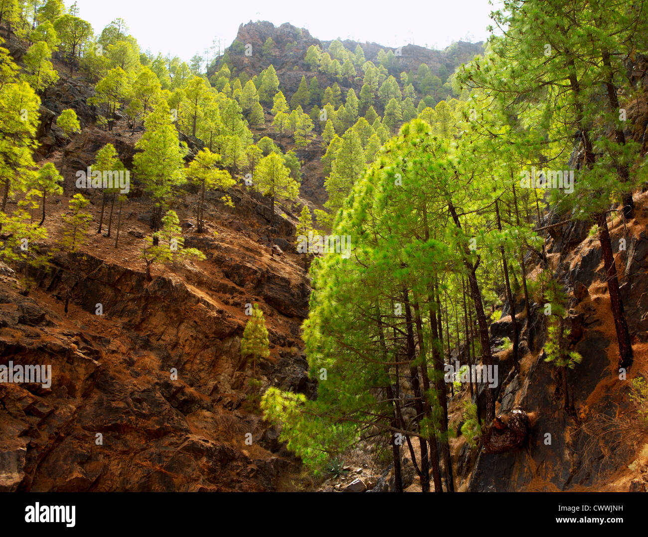 Canarian pine trees pinus canariensis hi-res stock photography and ...