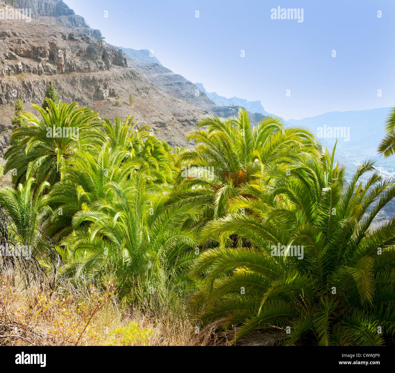 Canary palm tree phoenix canariensis hi-res stock photography and ...